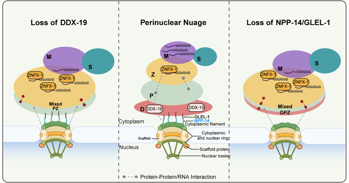 万刚团队揭示一个核孔锚定的凝聚物维持生殖颗粒多相凝聚体结构-中山大学 SUN YAT-SEN UNIVERSITY