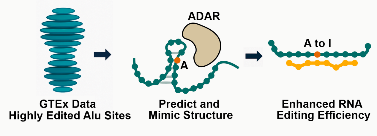 张锐教授团队开发MIRROR，显著提高RNA编辑效率-中山大学新闻网
